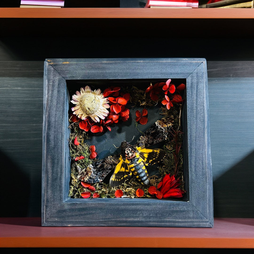 Death Hawk Butterfly Framed Death's Head Moth Frame Dried Butterfly ...