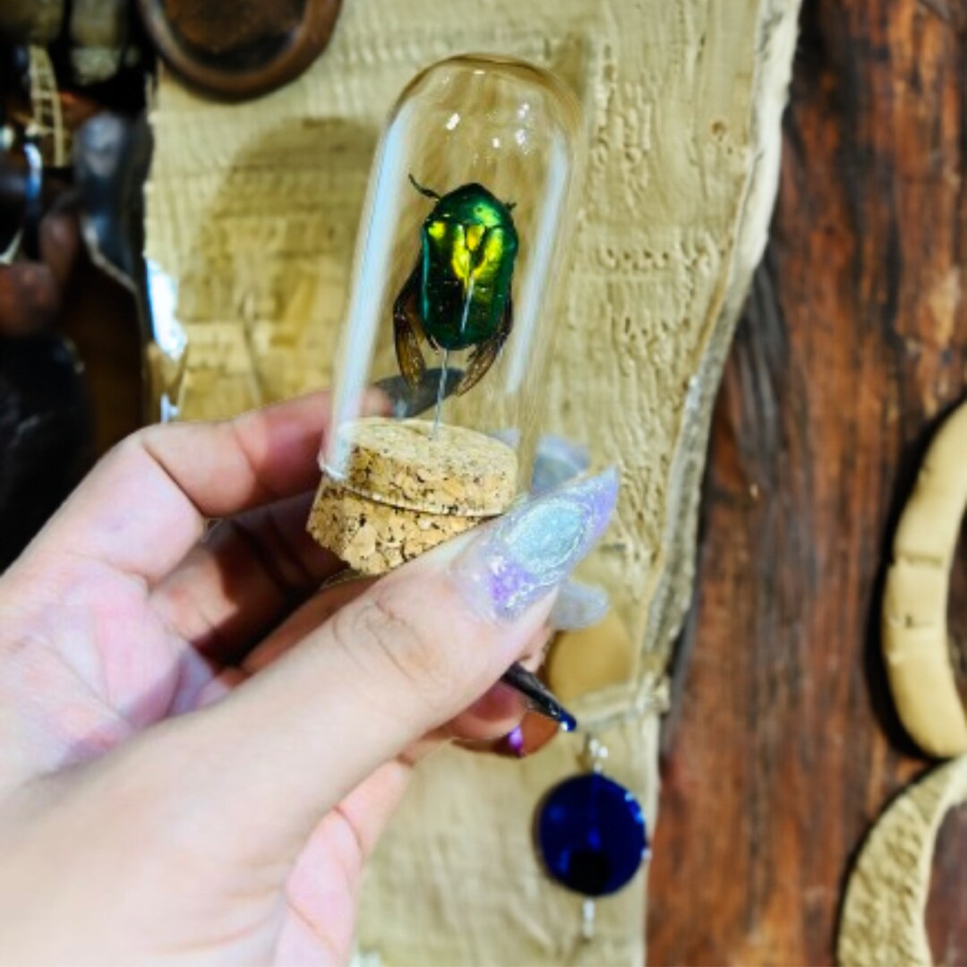 Flower Chafers Scarab Beetle Bug Real Insect Specimen Decor - Etsy