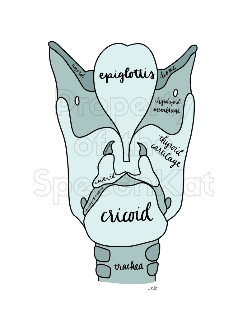 SLP Anatomy Posters Trio - Etsy