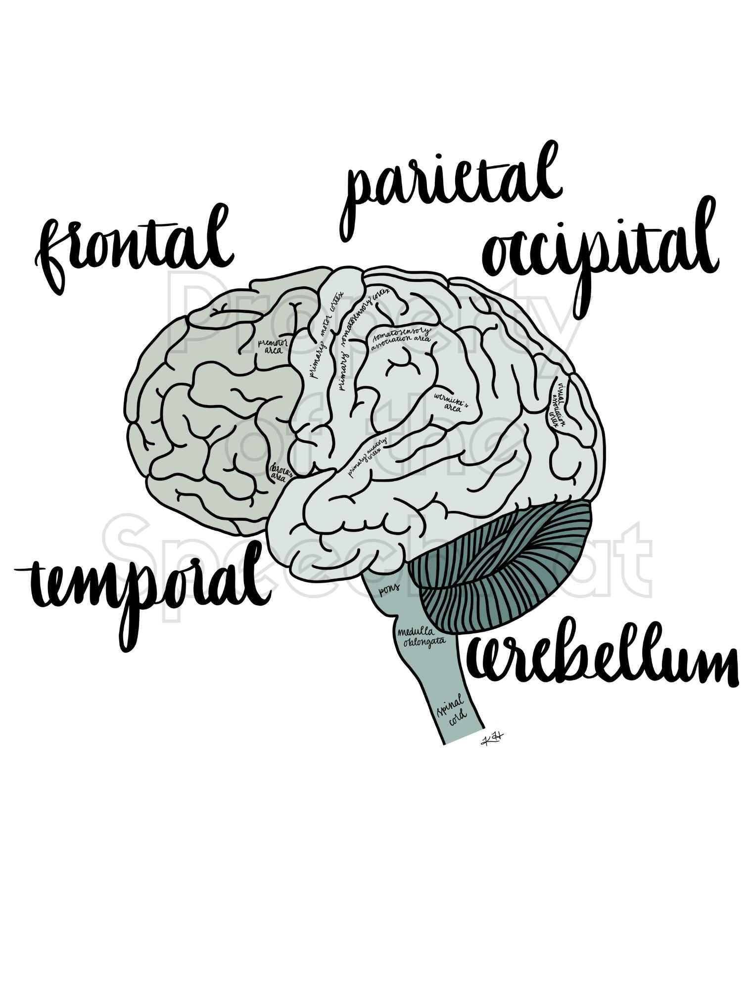 SLP Anatomy Posters Trio - Etsy