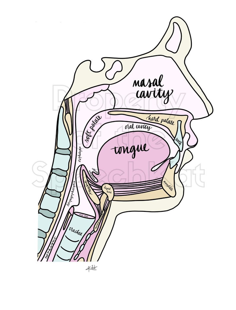 SLP Anatomy Posters Trio - Etsy
