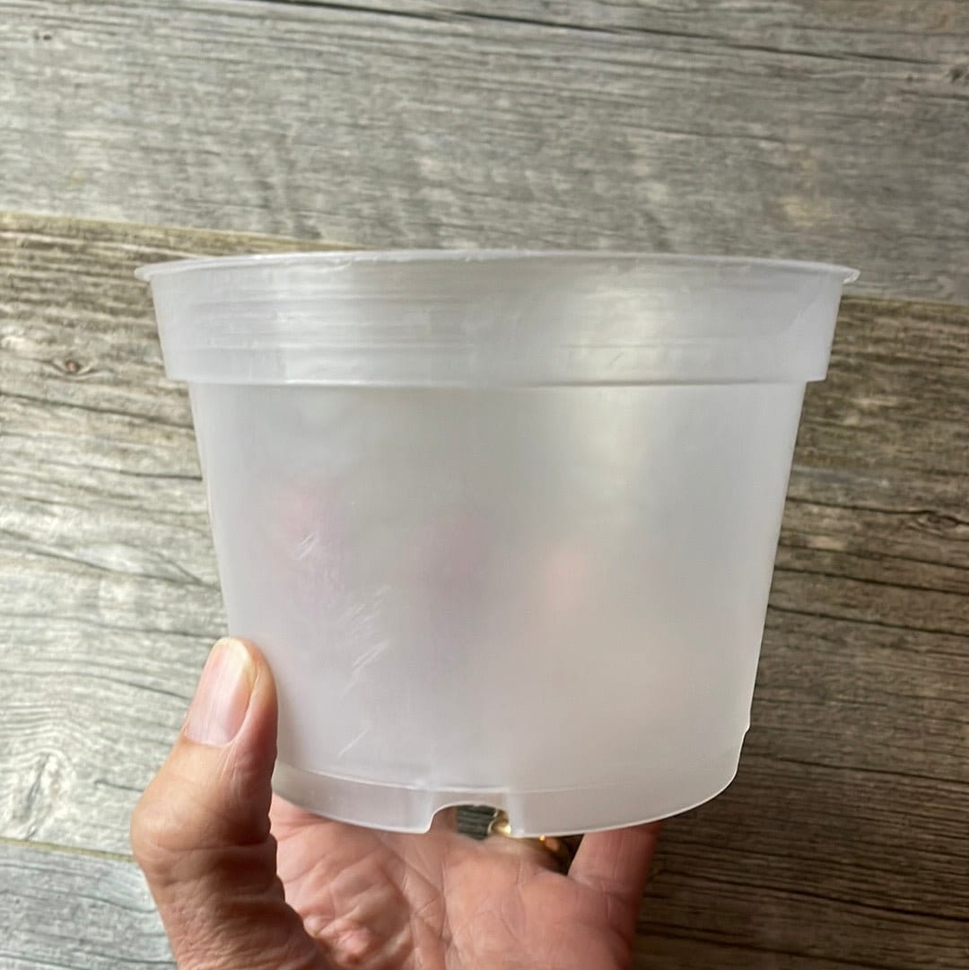 5" Translucent Round Azalea Pot, Medium Clear Orchid Pot, Short Pot for ...