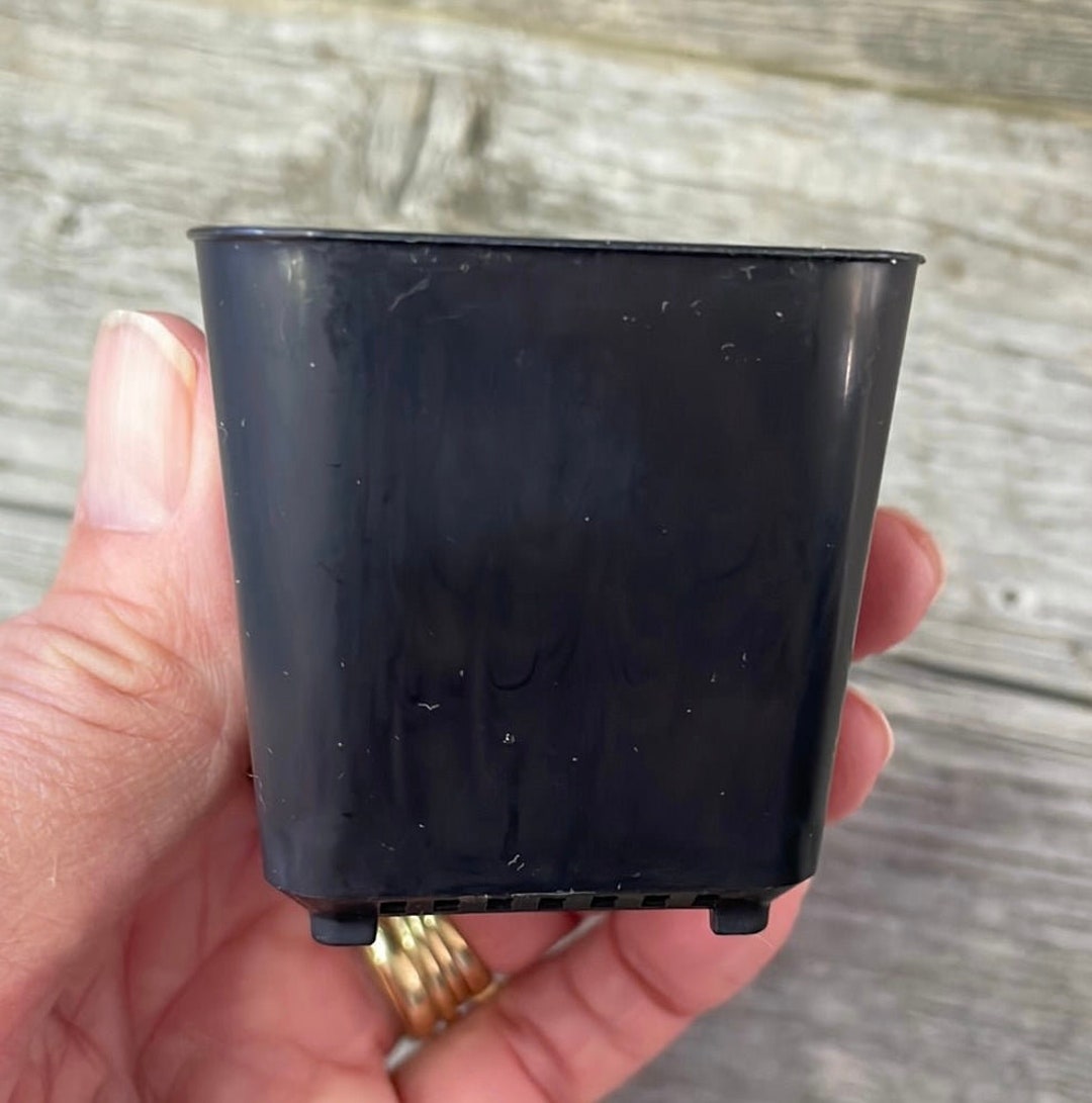 2" Square Black Seedling Pot, Small Pots for Indoor Plants, Succulent ...