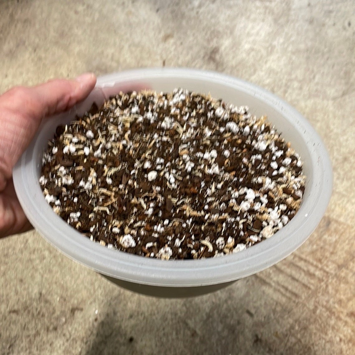 Jewel Orchid Potting Mix, Soil Mix for Ludisia, Macodes, Anoectodes ...