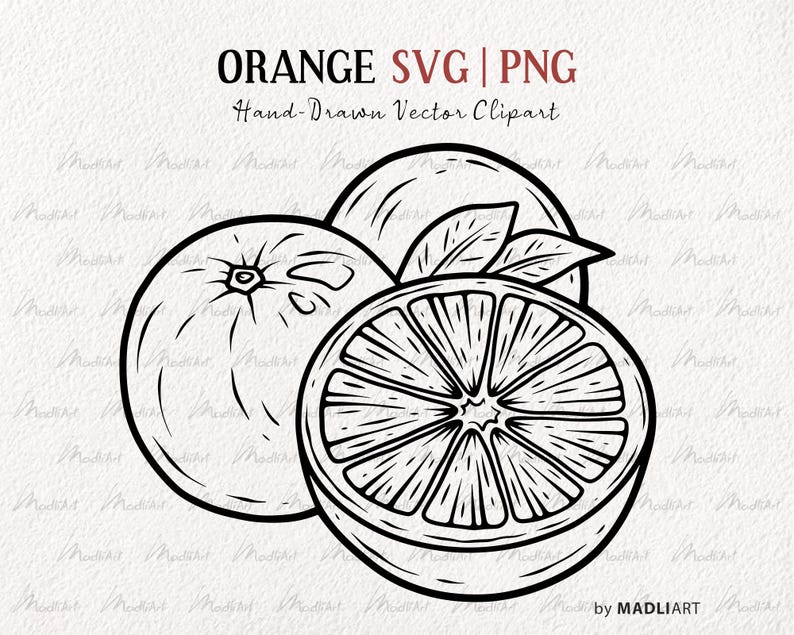 Orange SVG Clipart. Orange Vector Line Drawing. Grapefruit, Mandarin ...