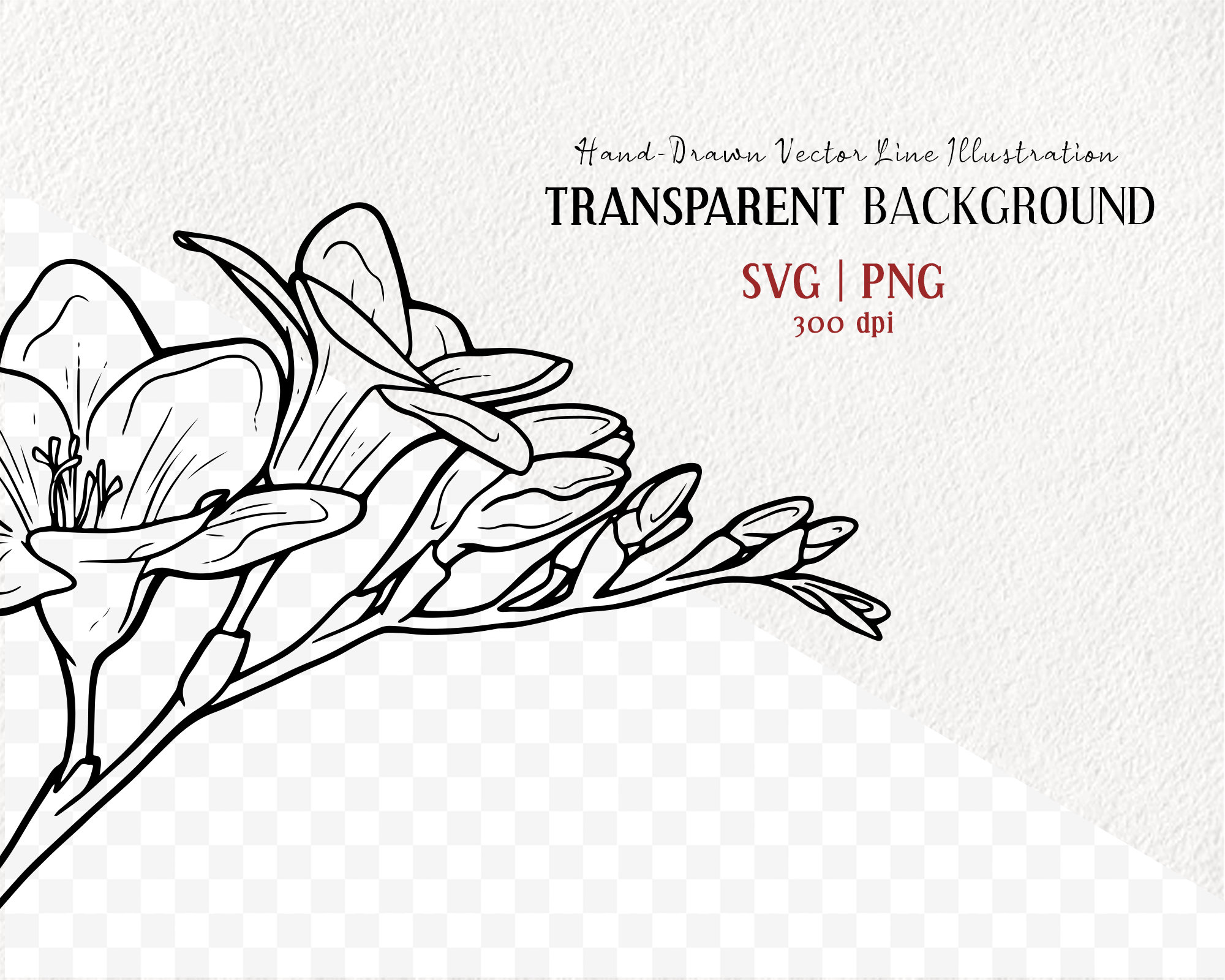 Freesia Flower Vector Clipart Bundle. Spring Flower SVG - Etsy