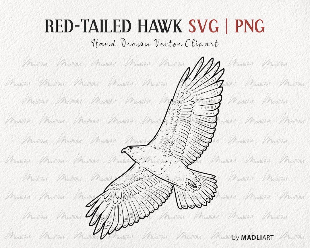 Red-tailed Hawk SVG Clipart Bundle. Eagle Vector Line Drawings. Bird of ...