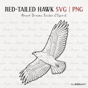 Red-tailed Hawk SVG Clipart Bundle. Eagle Vector Line Drawings. Bird of ...