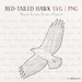 Red-tailed Hawk SVG Clipart Bundle. Eagle Vector Line Drawings. Bird of ...
