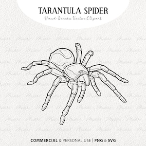 Tarantula Spider Vector Clip Art. Digital Printable Insect Line Drawing ...