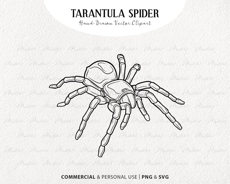 Tarantula Spider Vector Clip Art. Digital Printable Insect Line Drawing ...