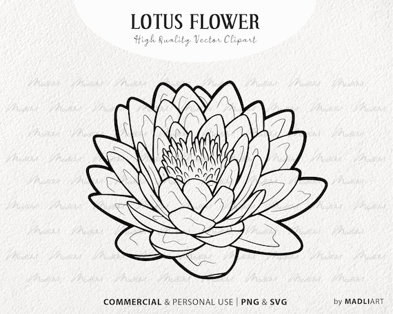 Lotus Vector Art