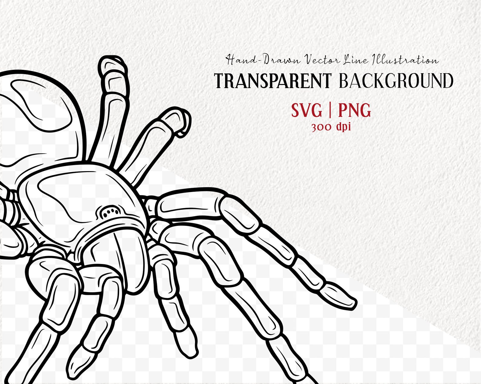 Tarantula Spider Vector Clip Art. Digital Printable Insect Line Drawing ...
