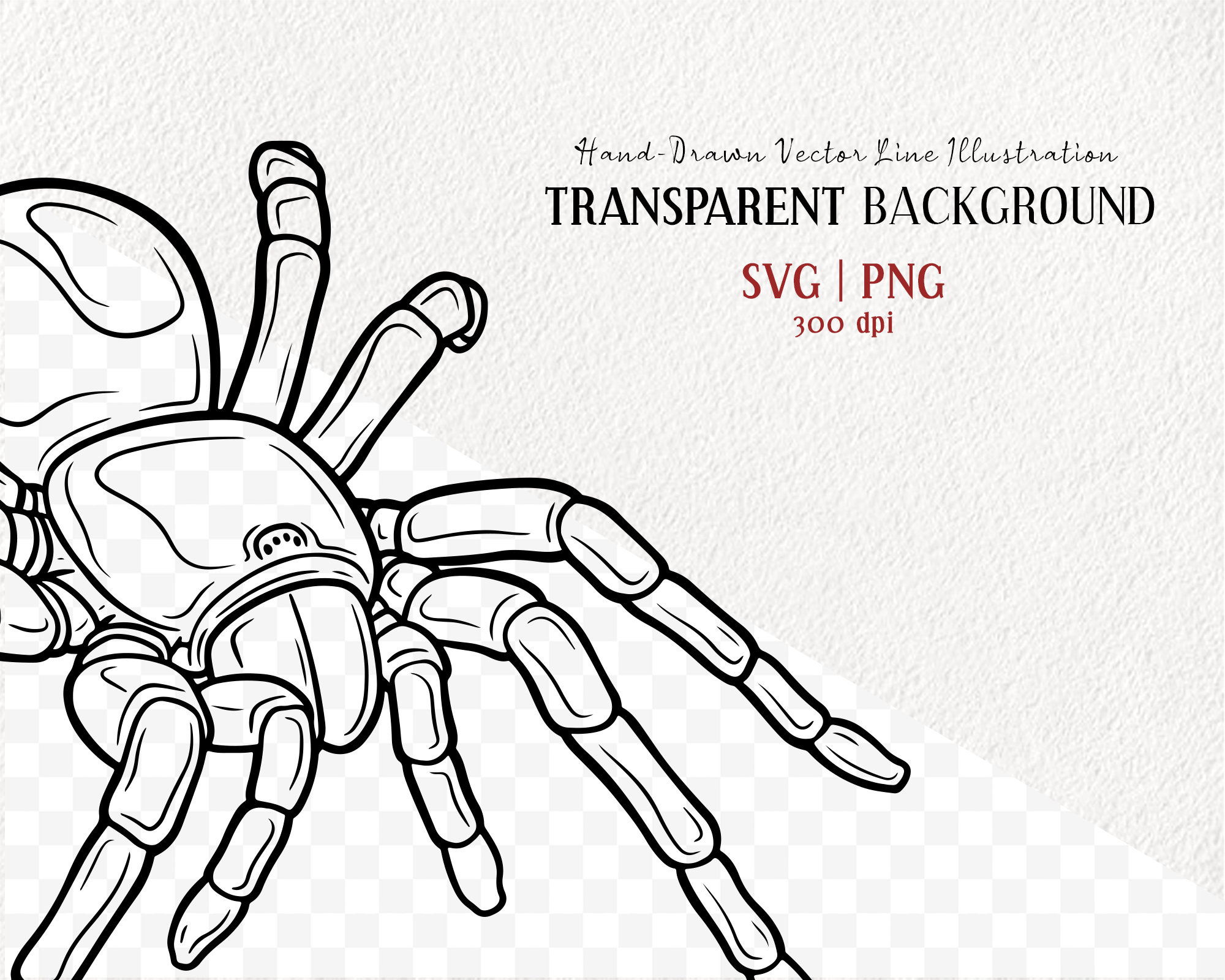 Tarantula Spider Vector Clip Art. Digital Printable Insect Line Drawing ...