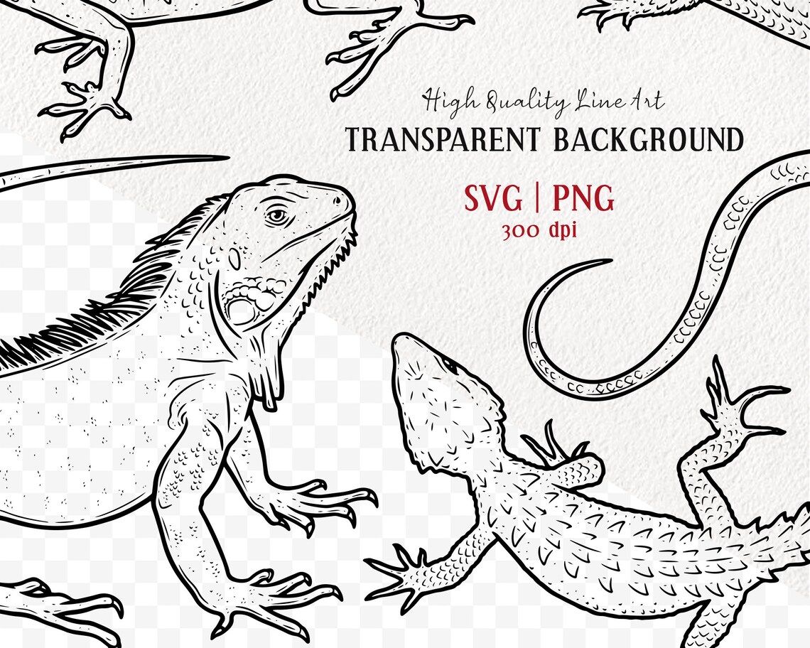 10 Lizard SVG Clipart Bundle. Reptile Vector Drawings. Basilisk, Skink ...