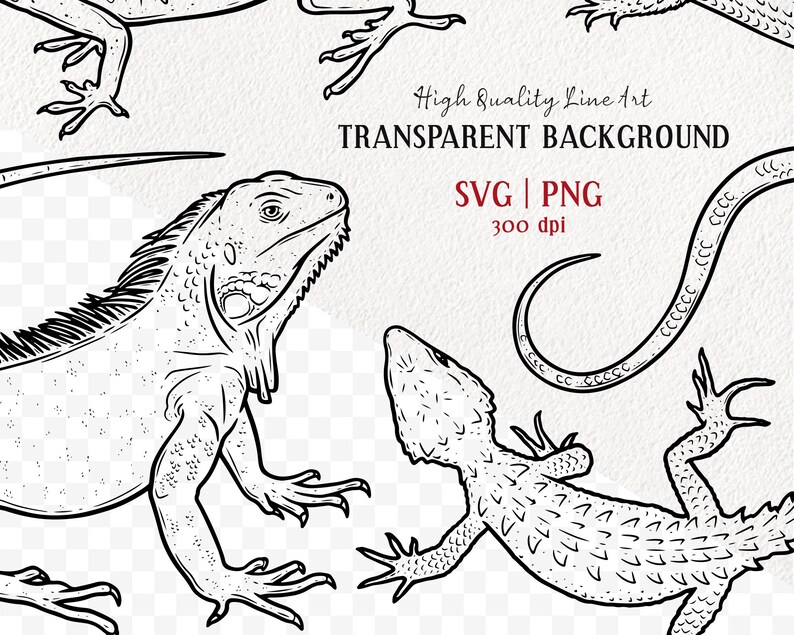 10 Lizard SVG Clipart Bundle. Reptile Vector Drawings. - Etsy