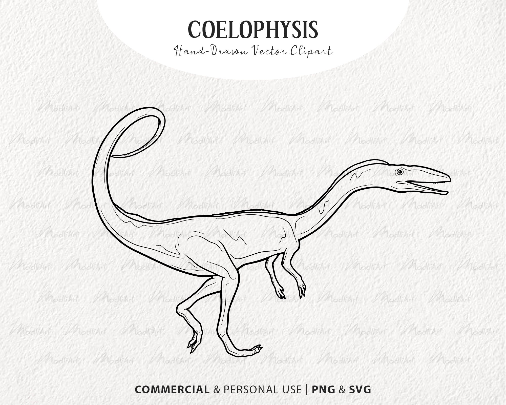 Coelophysis Skeleton