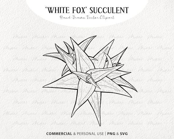 Aloe White Fox Succulent SVG Clipart. Desert Plant Vector - Etsy