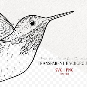 Calliope Hummingbird SVG Clipart. Hummingbird Vector Line Art. Flying ...
