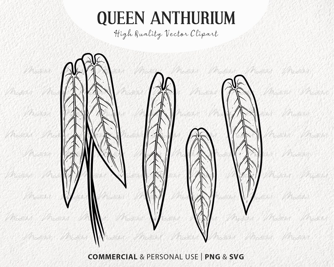 4 Queen Anthurium Leaves Clipart Set. Tropical Plant Vector Art. Exotic ...