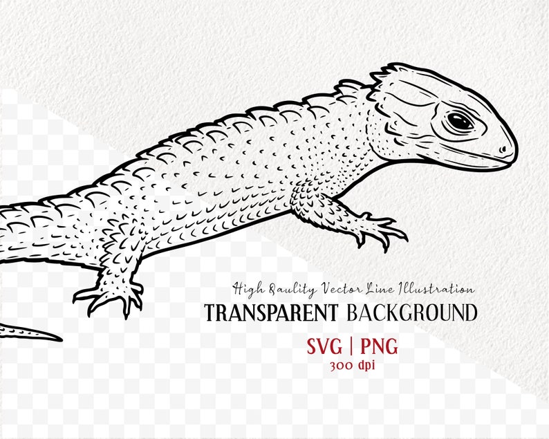 Red-eyed Crocodile Skink SVG Clipart. Snake Like Lizard Vector Drawing ...