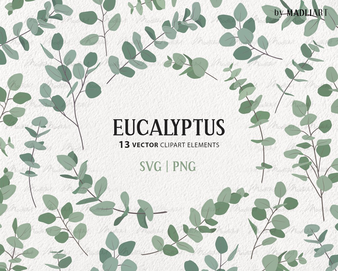 Eucalyptus Leaf Clipart Bundle 13 Vector Leaves Botanical Etsy