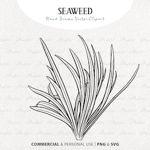Seaweed Vector Clipart. Ocean Plant Line Art. Coral Reef - Etsy