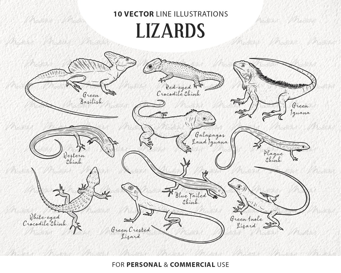 10 Lizard SVG Clipart Bundle. Reptile Vector Drawings. - Etsy