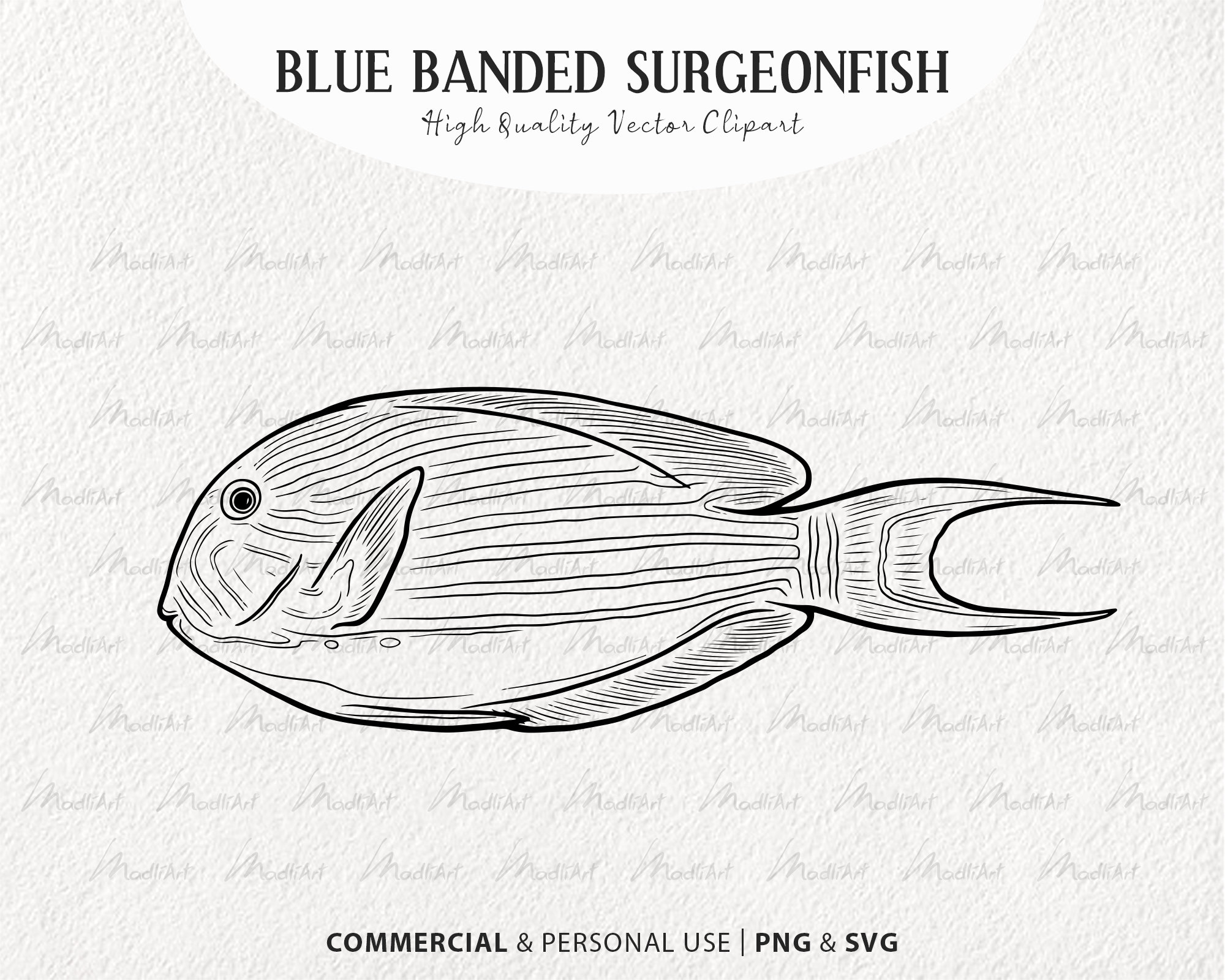 Blue Banded Surgeonfish Vector Clipart. Coral Reef Fish SVG Drawing ...