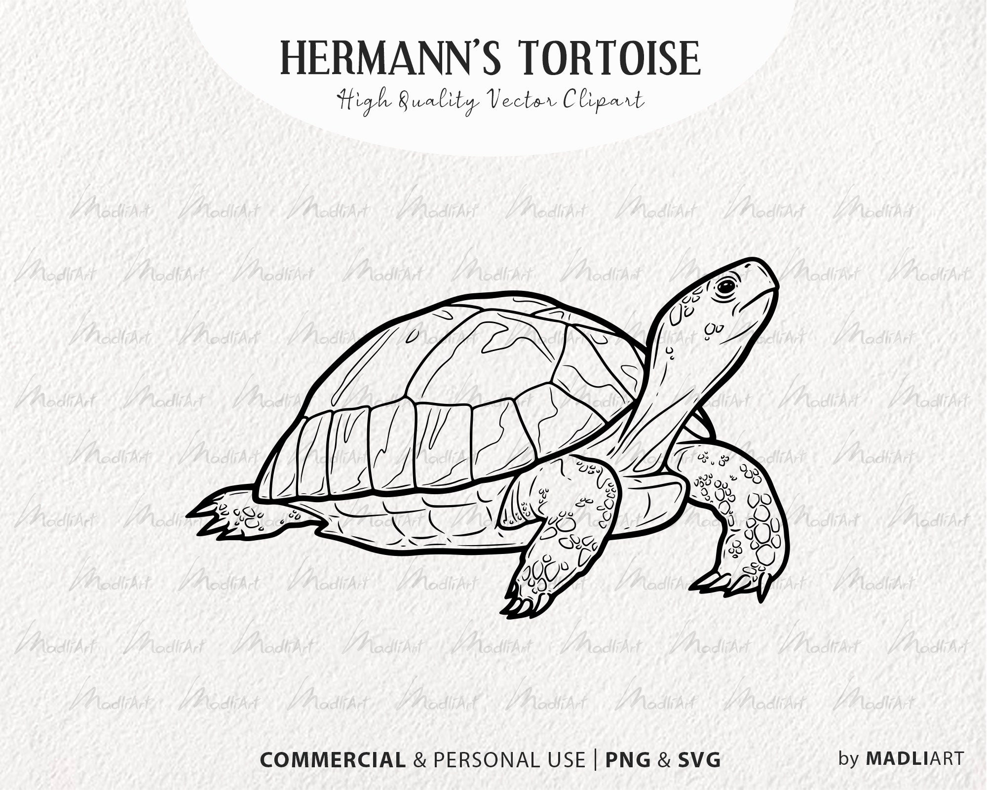Hermann's Tortoise SVG Clipart. Land Turtle Vector Artwork. Cute Turtle ...