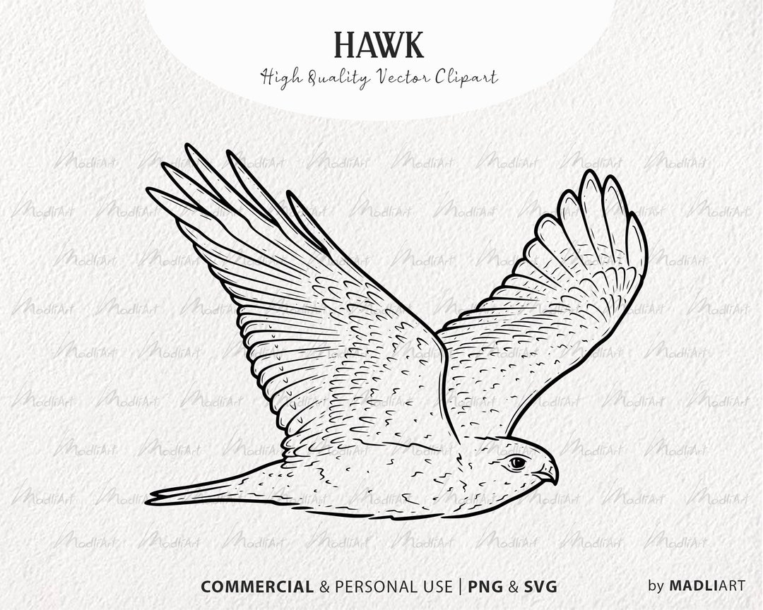 Coopers Hawk SVG Clipart Bundle. Eagle Vector Line Drawings. - Etsy
