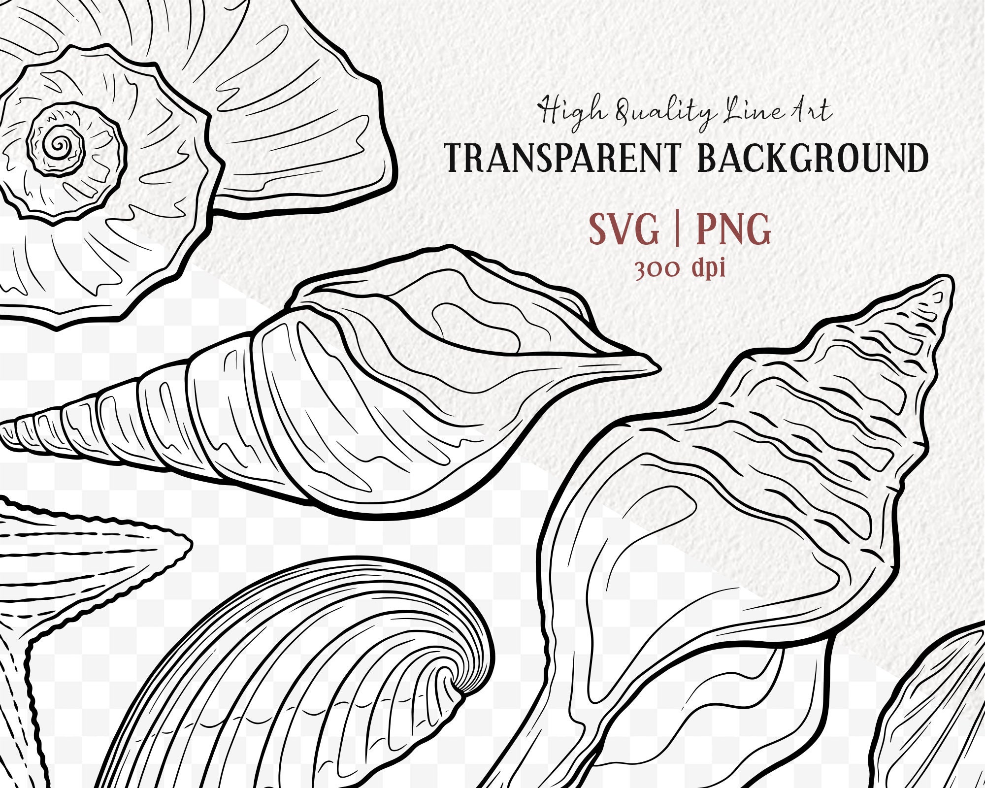 Seashell SVG Clipart Bundle. 10 Ocean Themed Vector Line Drawings ...