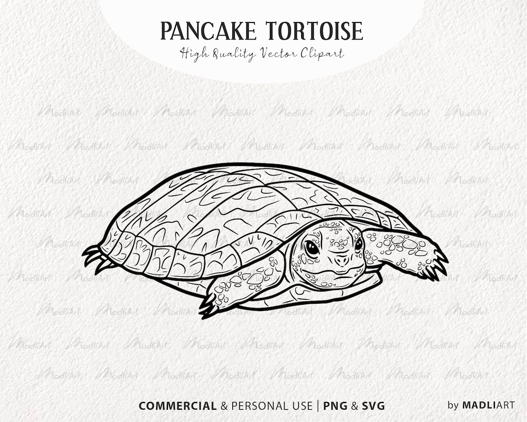 Pancake Tortoise SVG Clipart. Land Turtle Vector Artwork. Cute Turtle ...