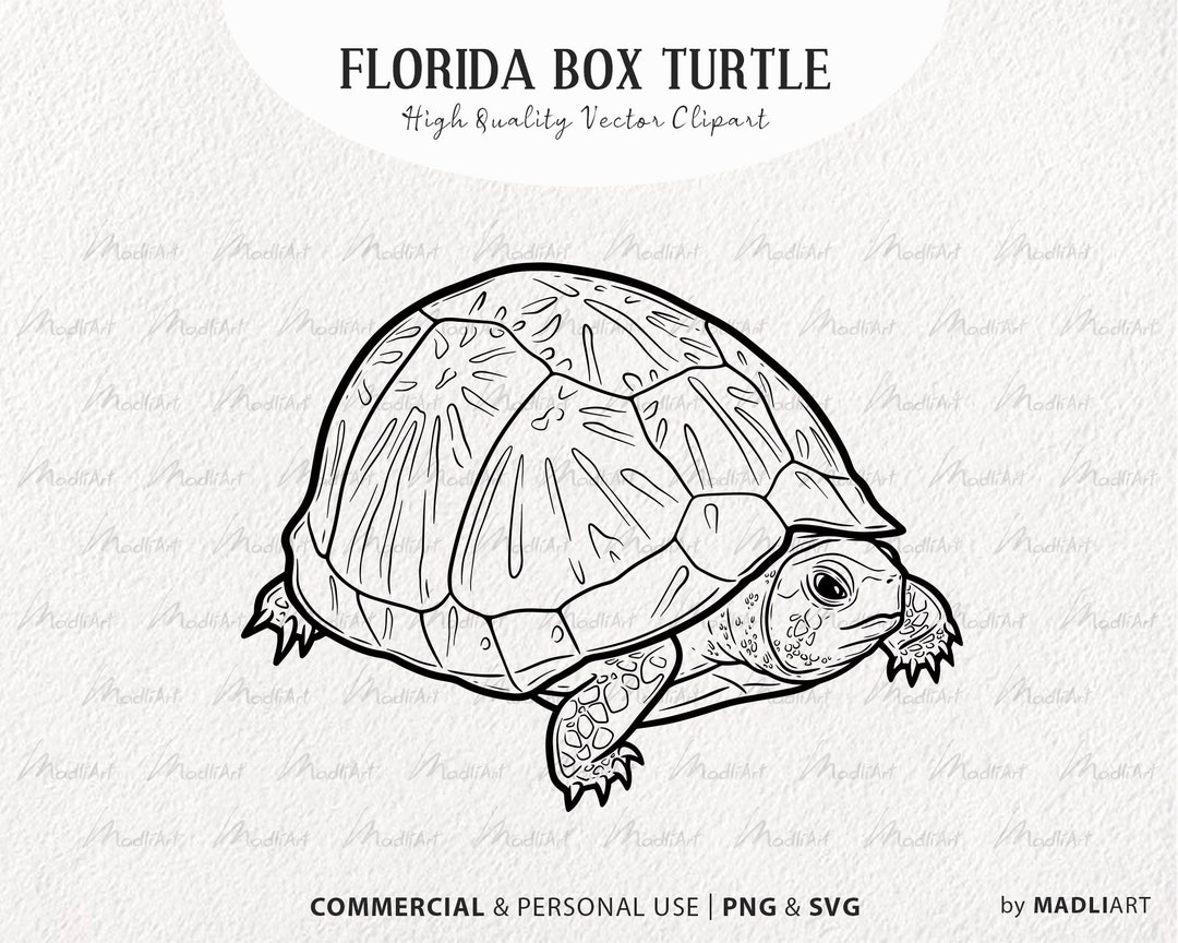 Florida Box Turtle SVG Clipart. Land Tortoise Vector Artwork. Cute ...