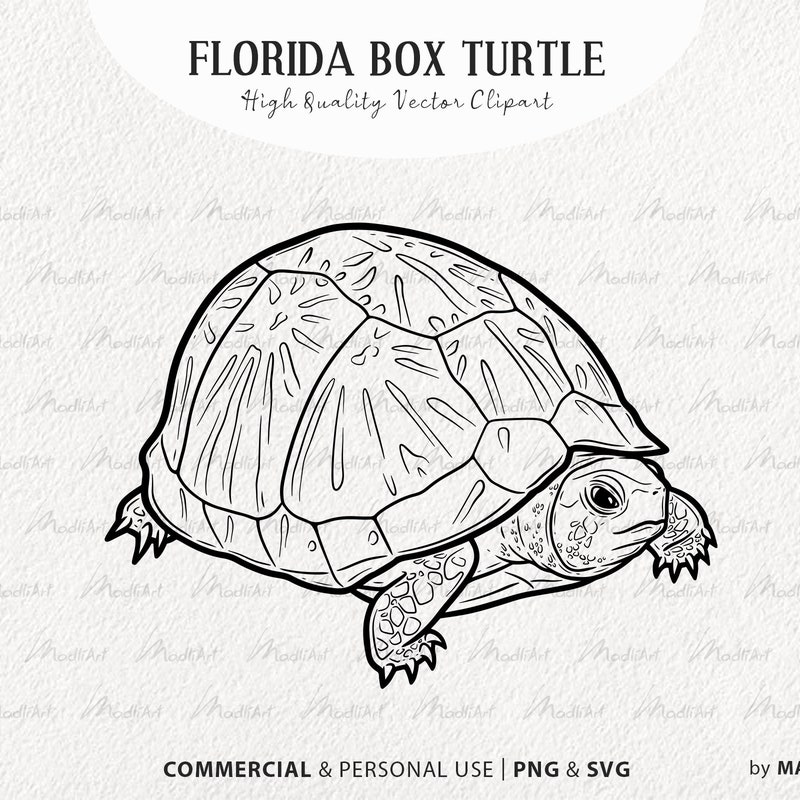 Florida Sea Turtle Art - Etsy UK