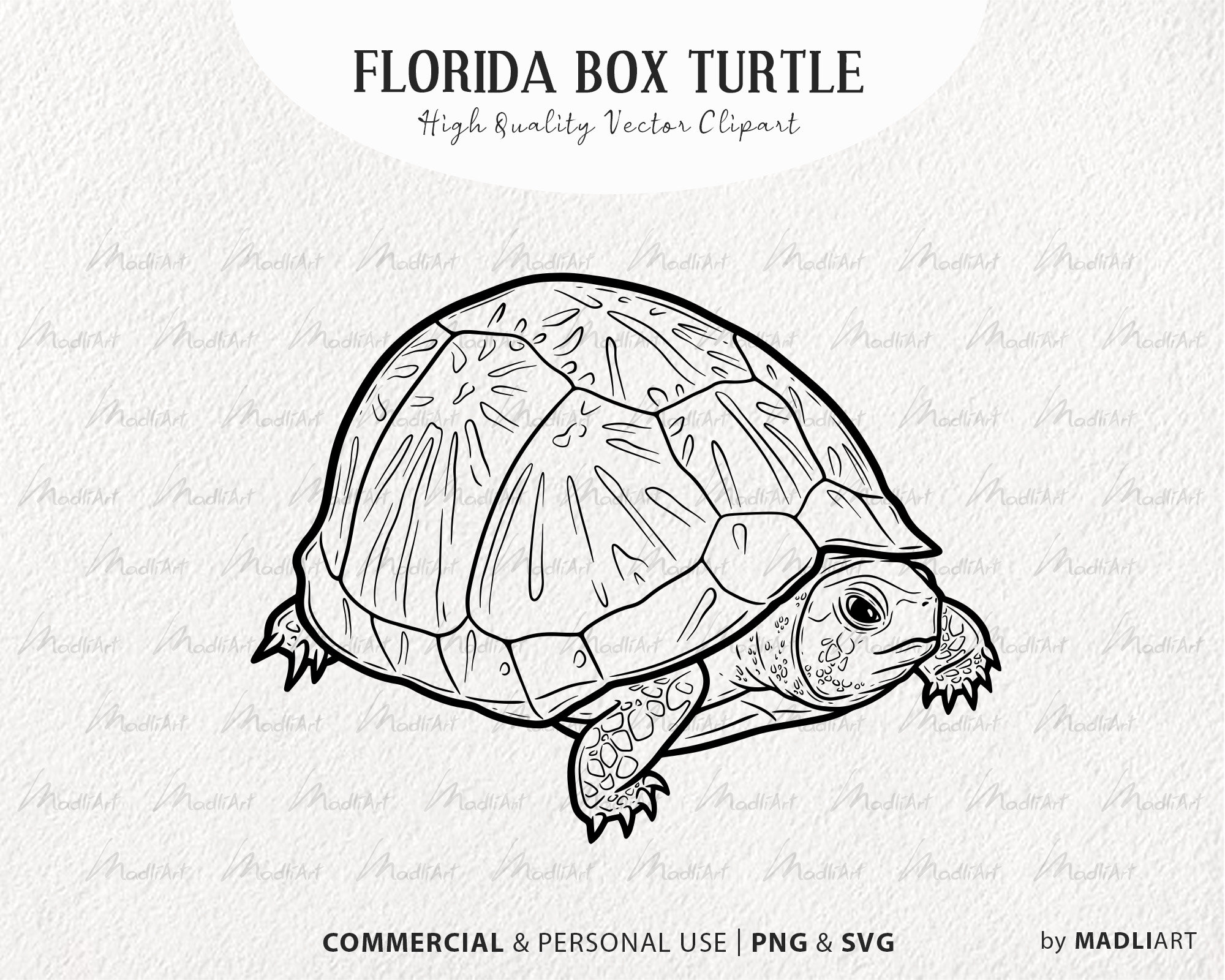 Box Turtle Vector
