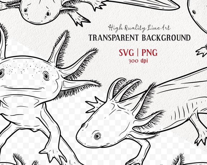 Axolotl Clipart Bundle. Salamander Vector Art. 5 Sea Creatures Drawings ...