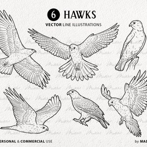 6 Hawks SVG Clipart Bundle. Eagle Vector Line Drawings. Bird of Prey ...
