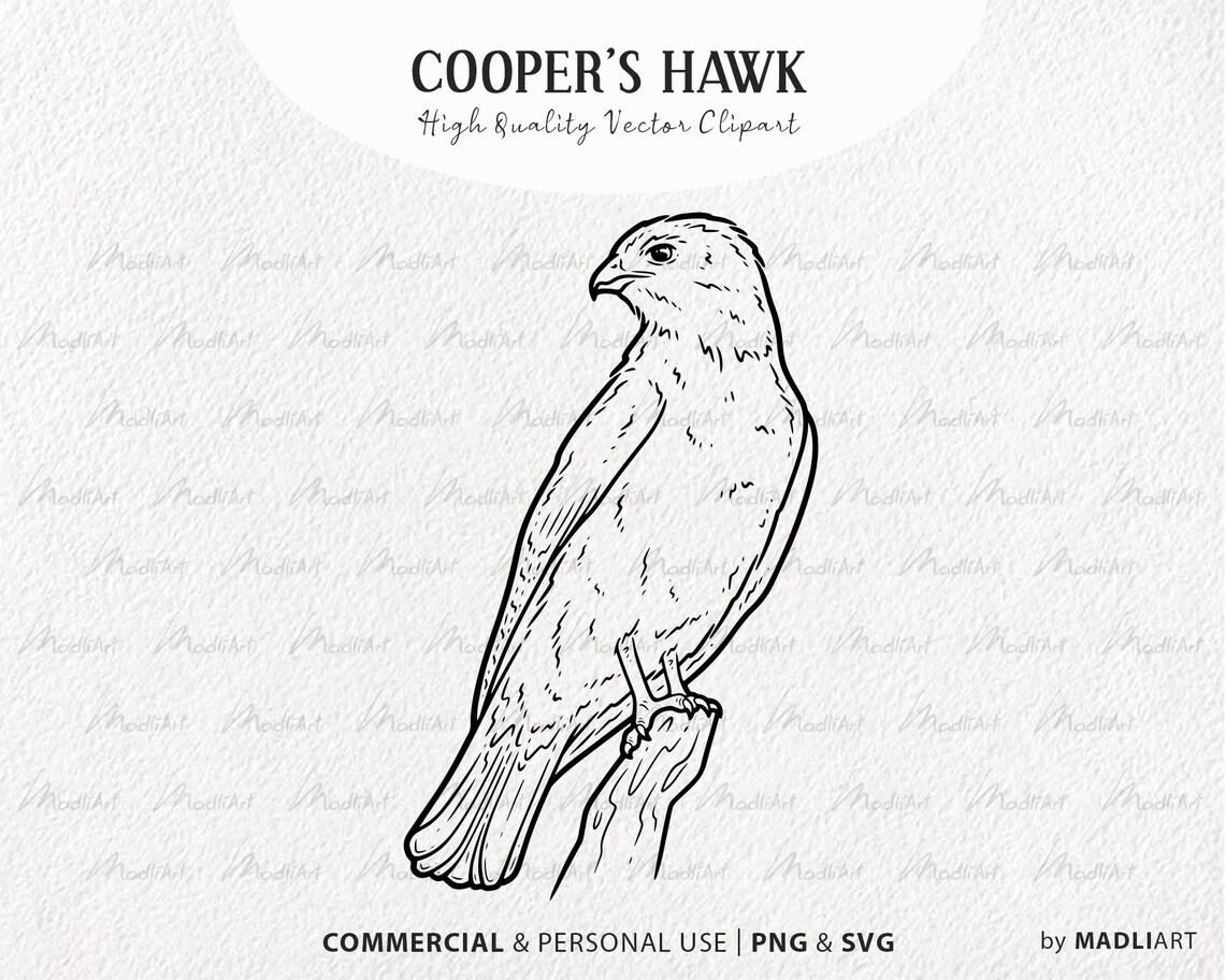 Coopers Hawk SVG Clipart Bundle. Eagle Vector Line Drawings. - Etsy