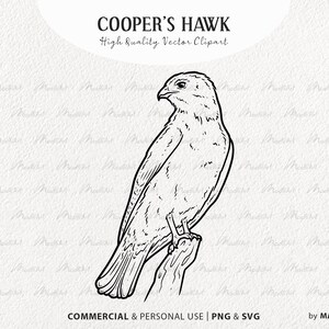 Coopers Hawk SVG Clipart Bundle. Eagle Vector Line Drawings. - Etsy