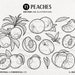 Peach SVG Clipart Bundle. 13 Vector Peaches. Peach Tree Branches, Fruit ...