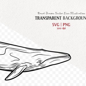 Blue Whale SVG Clipart. Whale Vector Drawing. Sea Animal Line Art ...