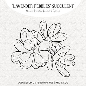 Lavender Pebbles Succulent SVG Clipart. Desert Plant Vector Artwork ...