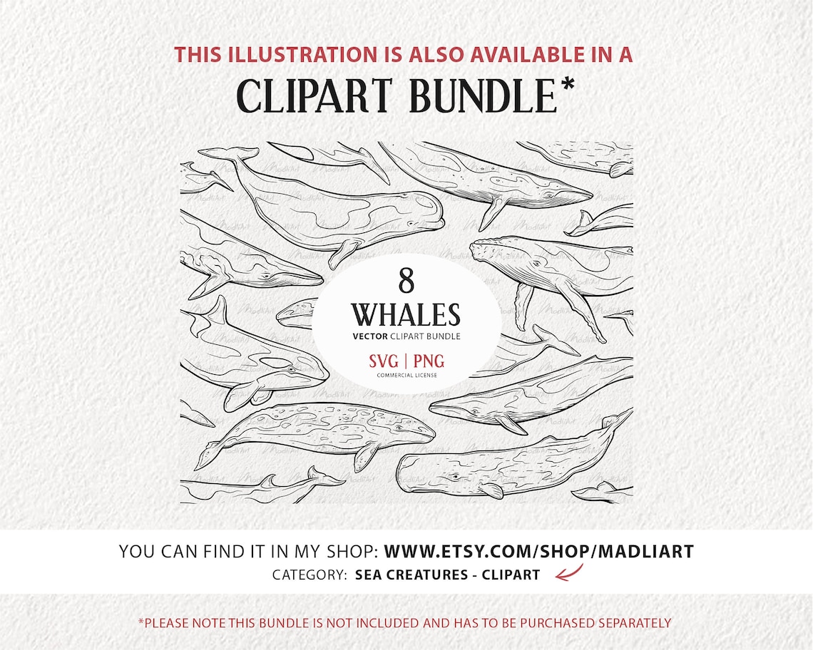 Gray Whale Vector Clipart. Ocean Wildlife Line Illustration. - Etsy