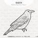 Raven SVG Clipart. Crow Vector Line Drawing. Halloween Crow - Etsy
