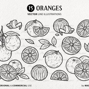 Orange SVG Bundle. 15 Orange Vector Line Drawings. Grapefruit, Mandarin ...