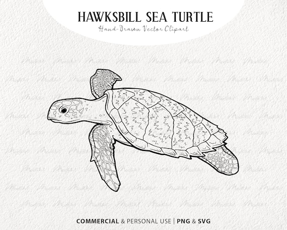 How To Draw A Hawksbill Turtle