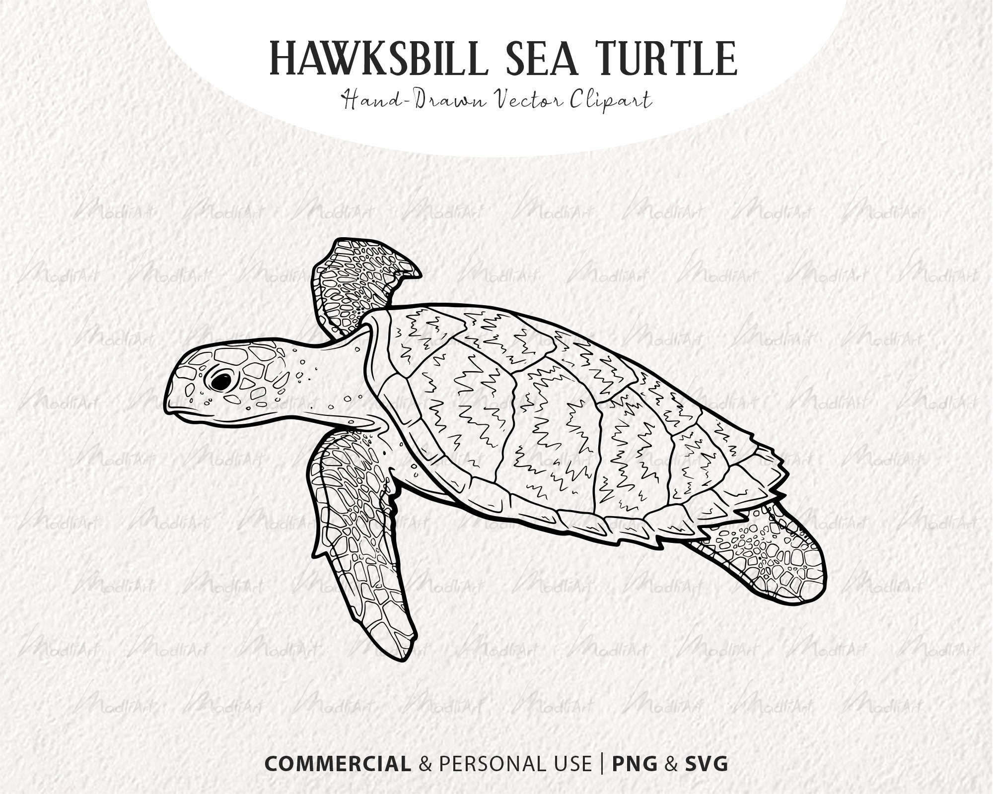 Hawksbill Sea Turtle Drawing