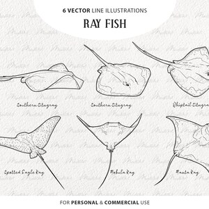 Ray Fish Clipart Bundle. Sea Creature Vector Line Art. Ocean - Etsy