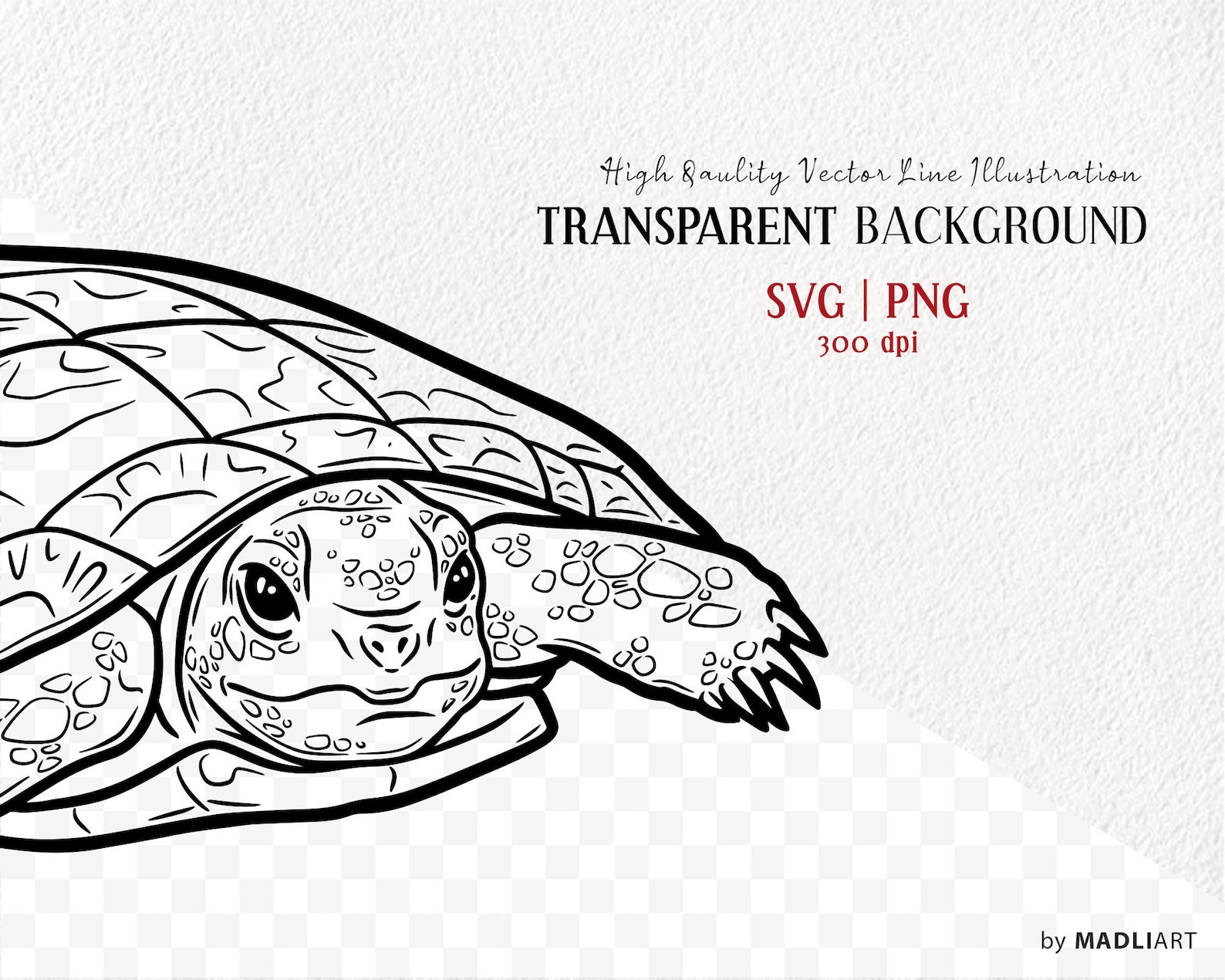Pancake Tortoise SVG Clipart. Land Turtle Vector Artwork. Cute Turtle ...